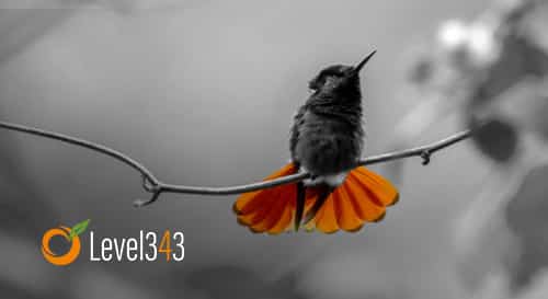 The Hummingbird Update is Out: What You Should Know